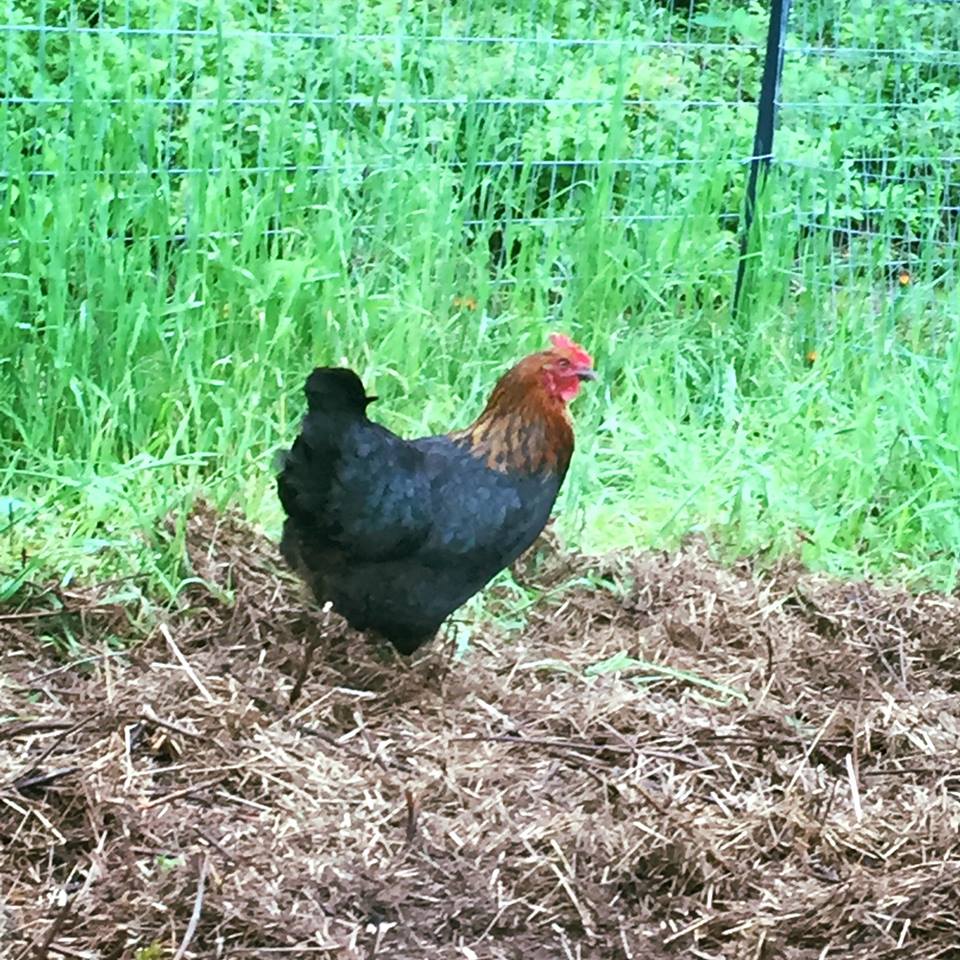 Welcome Home! Meet the Flock.